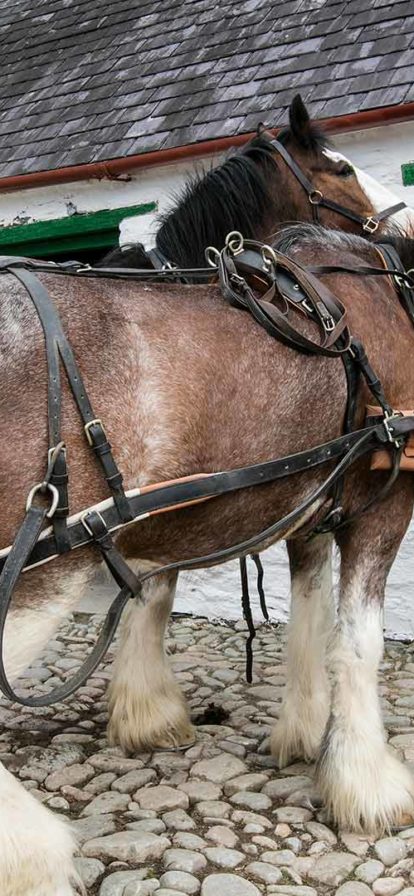 Muckross Traditional Farms | Family Activities | The Ross Hotel